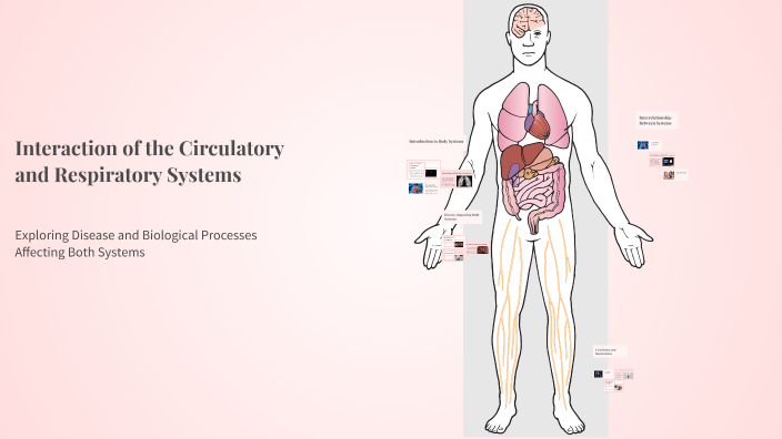 Interaction of the Circulatory and Respiratory Systems by bri lopez on ...