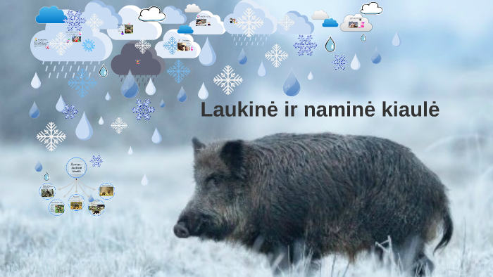 5 kl. 9.4 Laukinė ir naminė kiaulė. by Danguole Vaznele