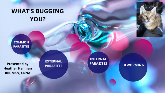 Whats bugging you? by heather heilman on Prezi