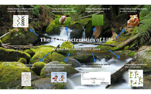 The 8 Characteristics of Life by Taylor Zewe on Prezi