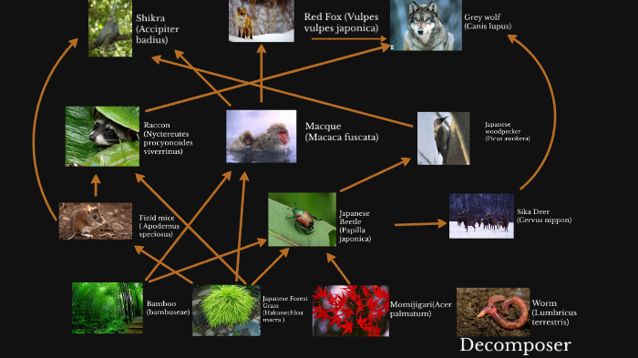 Mount Fuji Food Web by Kayleigh Lamkin-Boyd on Prezi