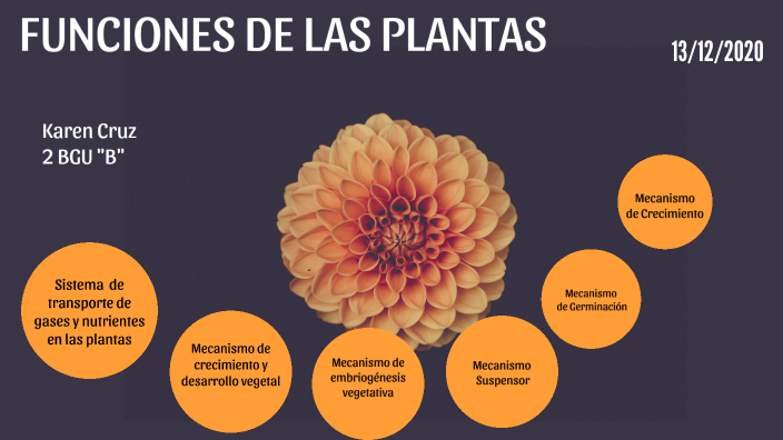 Funciones de las Plantas by Cruz Karen on Prezi