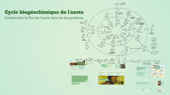 Cycle biogéochimique de l'azote by bentrifa loudjaine on Prezi