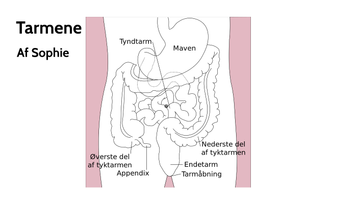 Biologi - Tarmene by Sophie Lam on Prezi