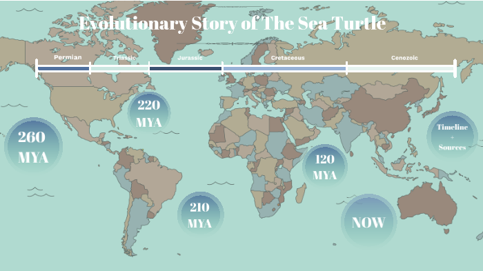 Sea Turtle Evolution by Juliana Hoyt on Prezi