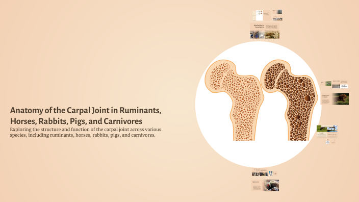 Anatomy of the Carpal Joint in Ruminants, Horses, Rabbits, Pigs, and ...