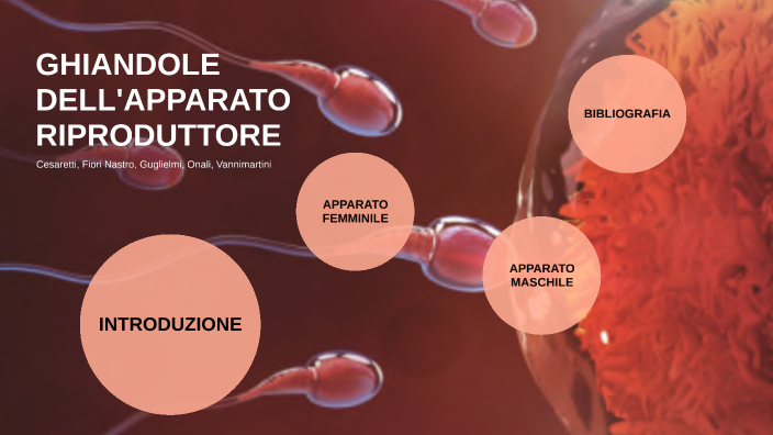 GHIANDOLE DELL'APPARATO RIPRODUTTORE by Giorgia Cesaretti on Prezi