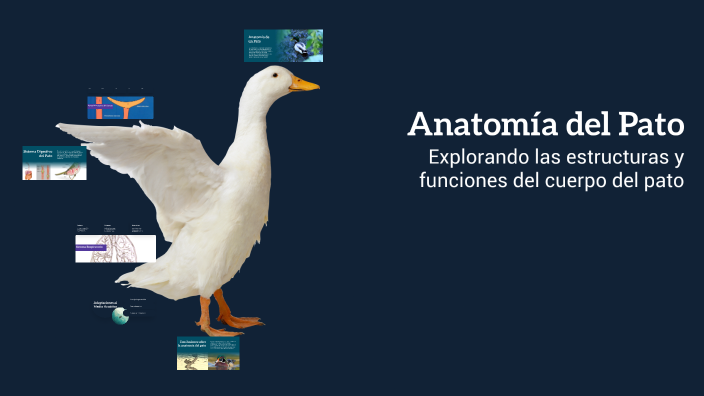 Anatomía del Pato by asdasd asdasd on Prezi