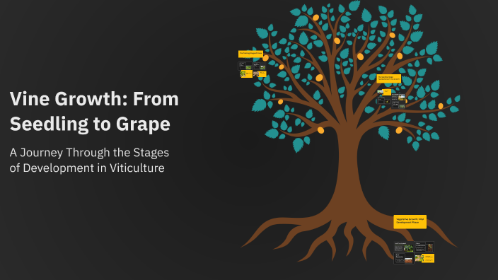 Vine Growth: From Seedling to Grape by Orkhontuya Tsedensodnom on Prezi