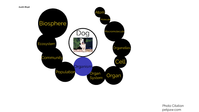 Dog Hierarchy of Organization by Austin Boyd on Prezi