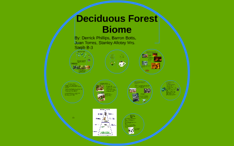 Deciduous Forest Biome by on Prezi