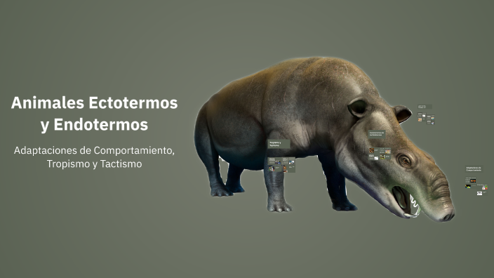 Animales Ectotermos y Endotermos by DULCE LILIBETH NUÐEZ GALVEZ on Prezi