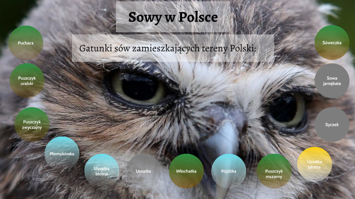 Sowy w Polsce by Monika Fff on Prezi
