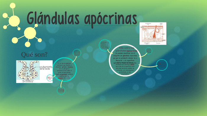 Glándulas apócrinas by Carolina Salamanca on Prezi