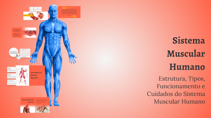 Sistema Muscular Humano by Ingrid Sabino on Prezi