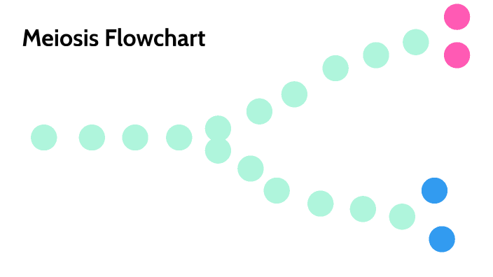 Meiosis Flowchart-Choice Board by Bronwyn McVeigh on Prezi