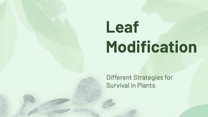 Leaf Modification by Krithika_Sri on Prezi