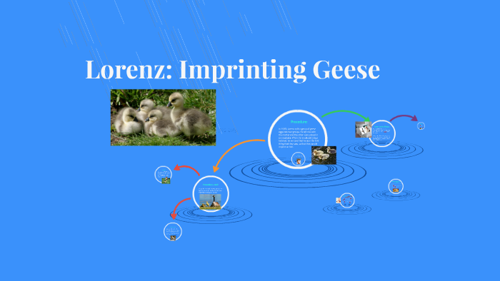 Lorenz: Imprinting Geese by annabel dale on Prezi