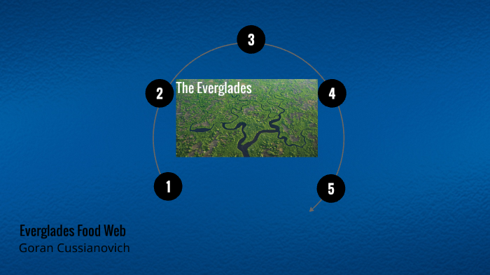 Everglades Food Web by Goran Cussianovih on Prezi