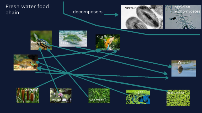 Fresh Water Food Chain by ISAAC SOMERS on Prezi