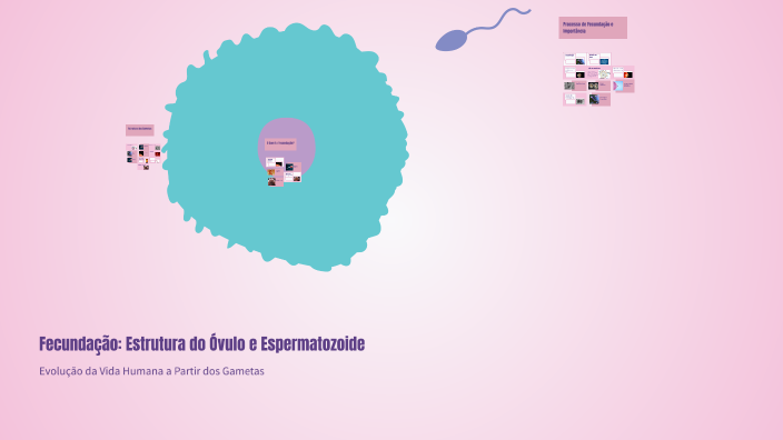 Fecundação: Estrutura do Óvulo e Espermatozoide by Andressa Ferreira on ...