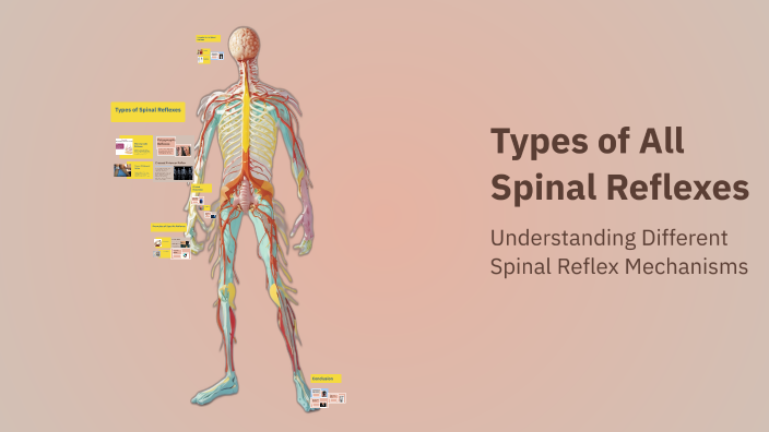 Types of All Spinal Reflexes by fatima yasin on Prezi