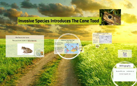 Invasive Species Introduces The Cane Toad by Alefia Abdulhusein on Prezi