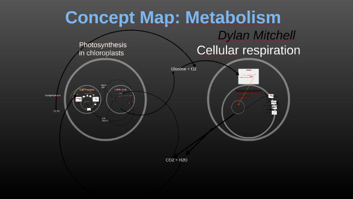 Concept Map: Metabolism by Dylan Mitchell on Prezi