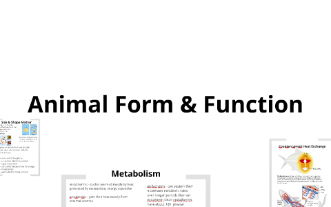 AP Biology - Basics Animal Form & Function by Ruth Zumwalt on Prezi