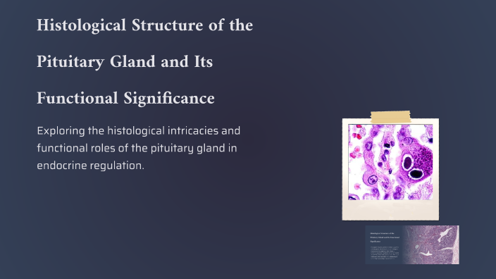 Histological Structure of the Pituitary Gland and Its Functional ...