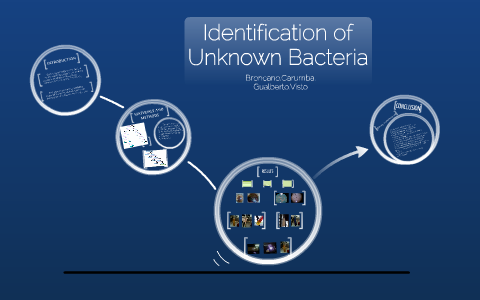 Identifying Unknown Bacteria by Yamee Hu on Prezi