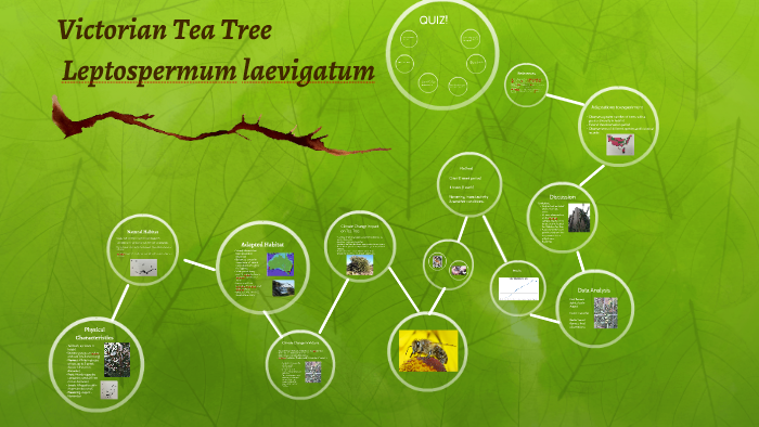 Victorian Tea Tree by Zanna Jodlowska on Prezi