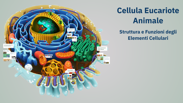 Cellula Eucariote Animale by Avneet Kaur on Prezi