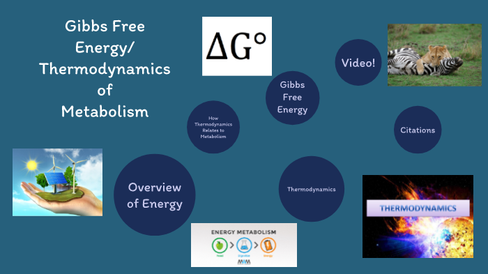 Gibbs Free Energy/Thermodynamics of Metabolism by Charlie Gay on Prezi