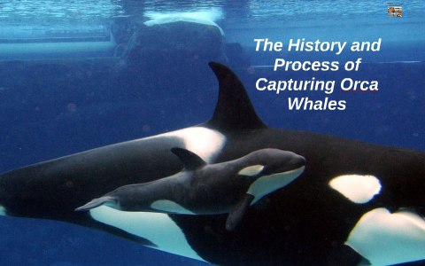 The History and Process of Capturing Orca Whales by Suzie Thigpen on Prezi