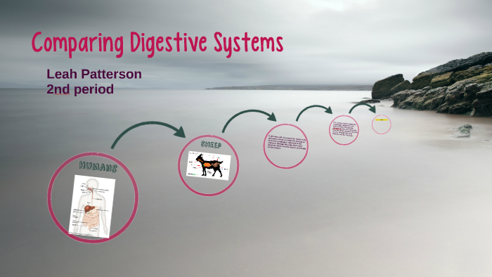 Comparing Digestive Systems by leah patterson on Prezi