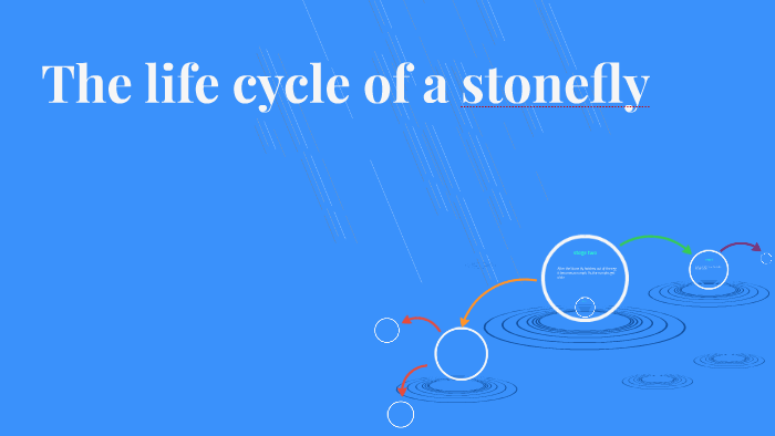 The life cycle fo a stonefly by Deidra Driscoll on Prezi