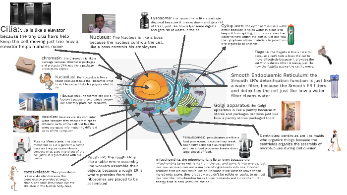 Emily and Carly Cell Collage by Emily Schuh on Prezi