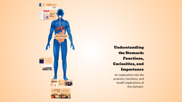 Understanding the Stomach: Functions, Curiosities, and Importance by ...