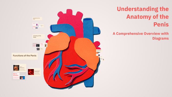 Understanding the Anatomy of the Penis by Uday Verma on Prezi