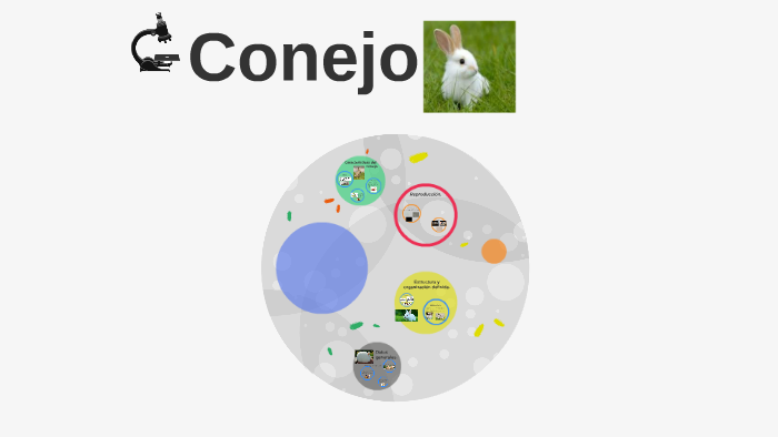 Conejo by Karla Mariscal on Prezi