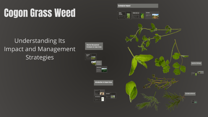 Cogon Grass Weed by Buthaina Jamil on Prezi