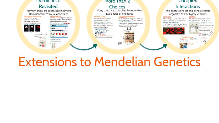 Ch. 11 and 12: Extensions to Mendelian Genetics Part II by Emily Borden ...