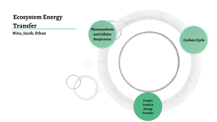 Ecosystem Energy Transfer by Nina Escartin on Prezi