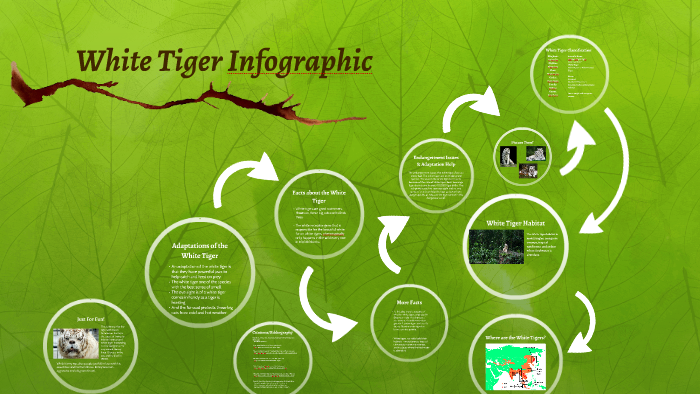 Adaptations of the White Tiger by Hannah K. on Prezi