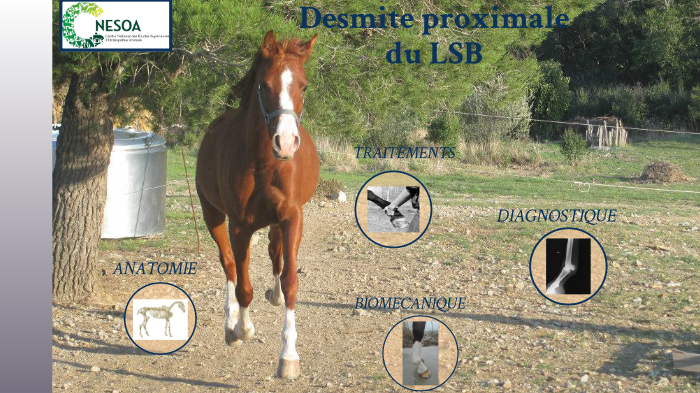 desmite LSB by marie dubos on Prezi