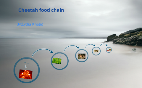 cheetah food chain by lydia khalid on Prezi