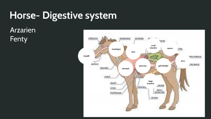 Horse Digestive system by Arzarien Fenty on Prezi