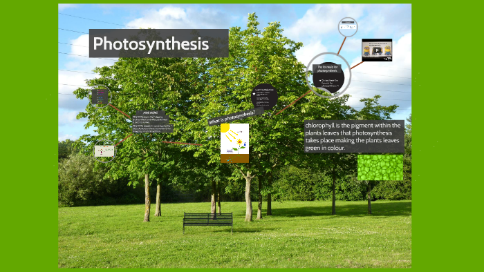 photosynthesis by sam wilcock on Prezi