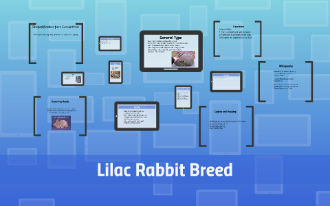 Lilac Rabbit Breed by Araya O'Brien on Prezi